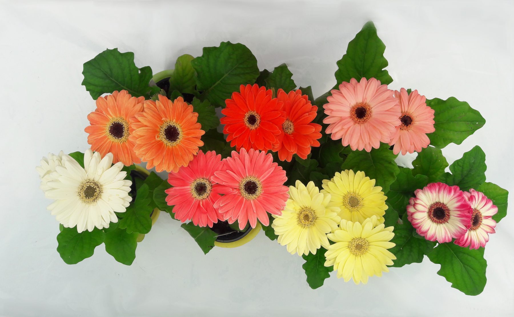 Hampshire Farms – Quality at its best